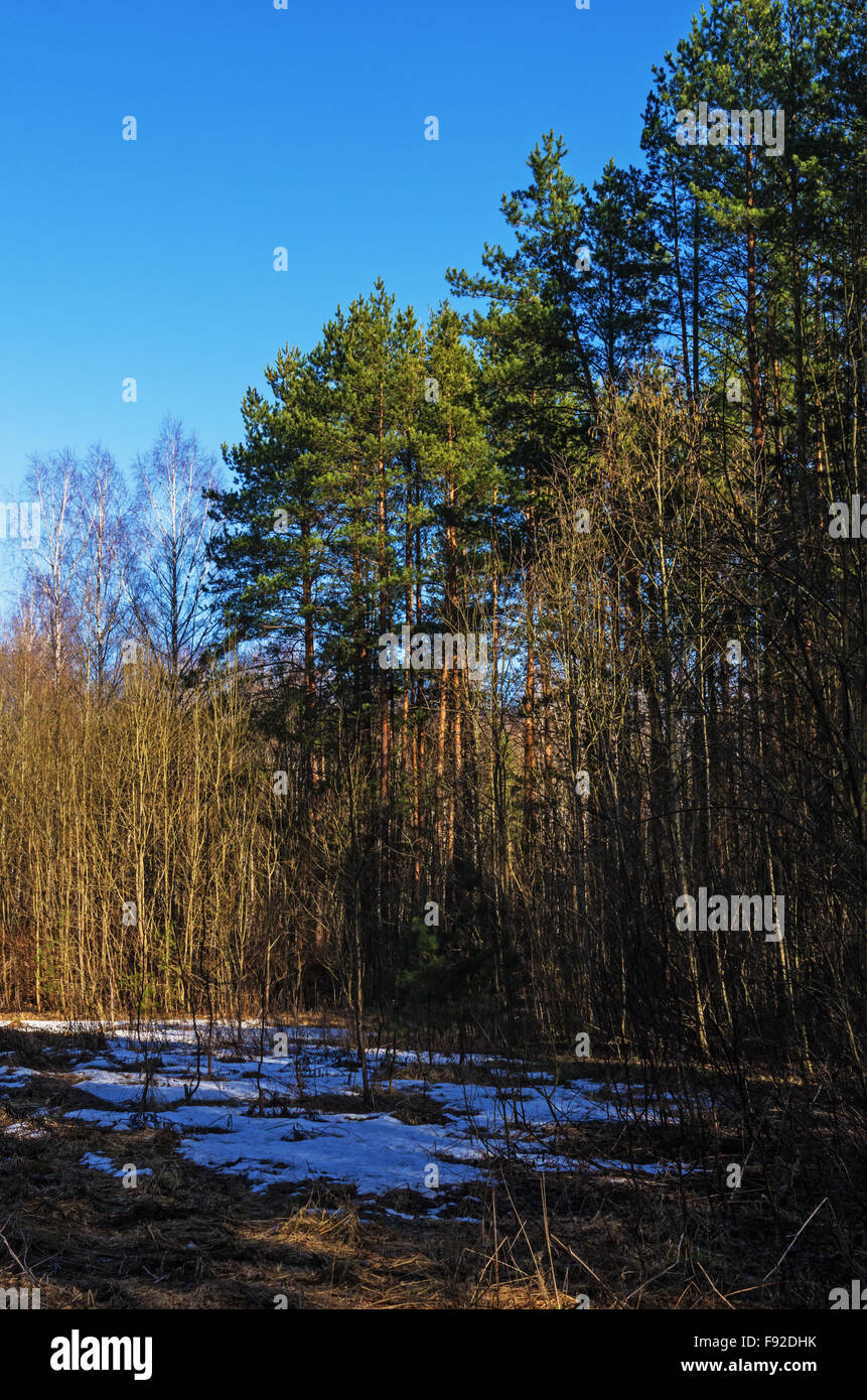 Spring forest landscape with snow, glade and pines Stock Photo - Alamy