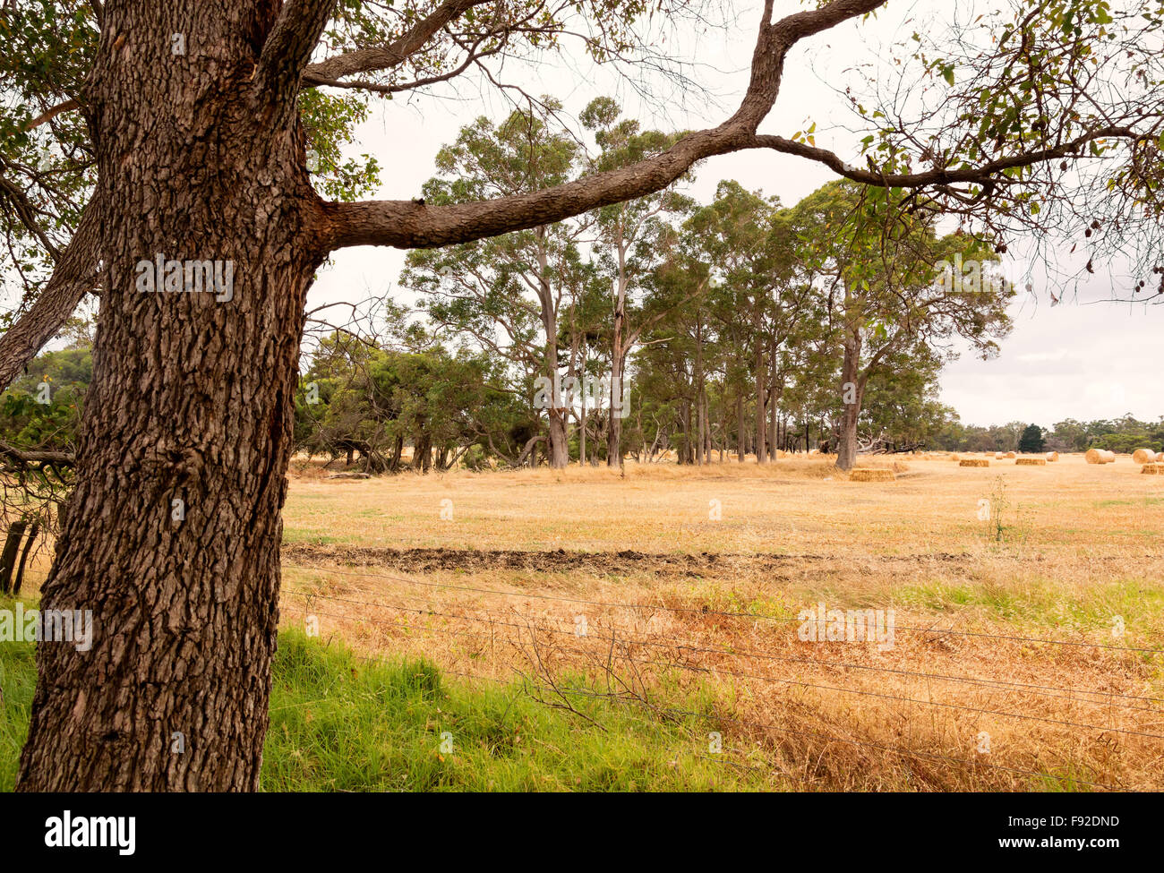 Summer harsh effect in farming in Australia Stock Photo - Alamy