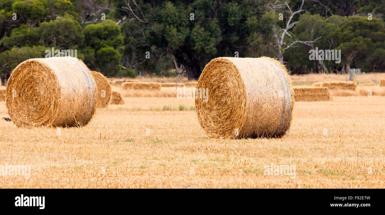 hay bales Straw and Stubble Summer Australia Stock Photo - Alamy