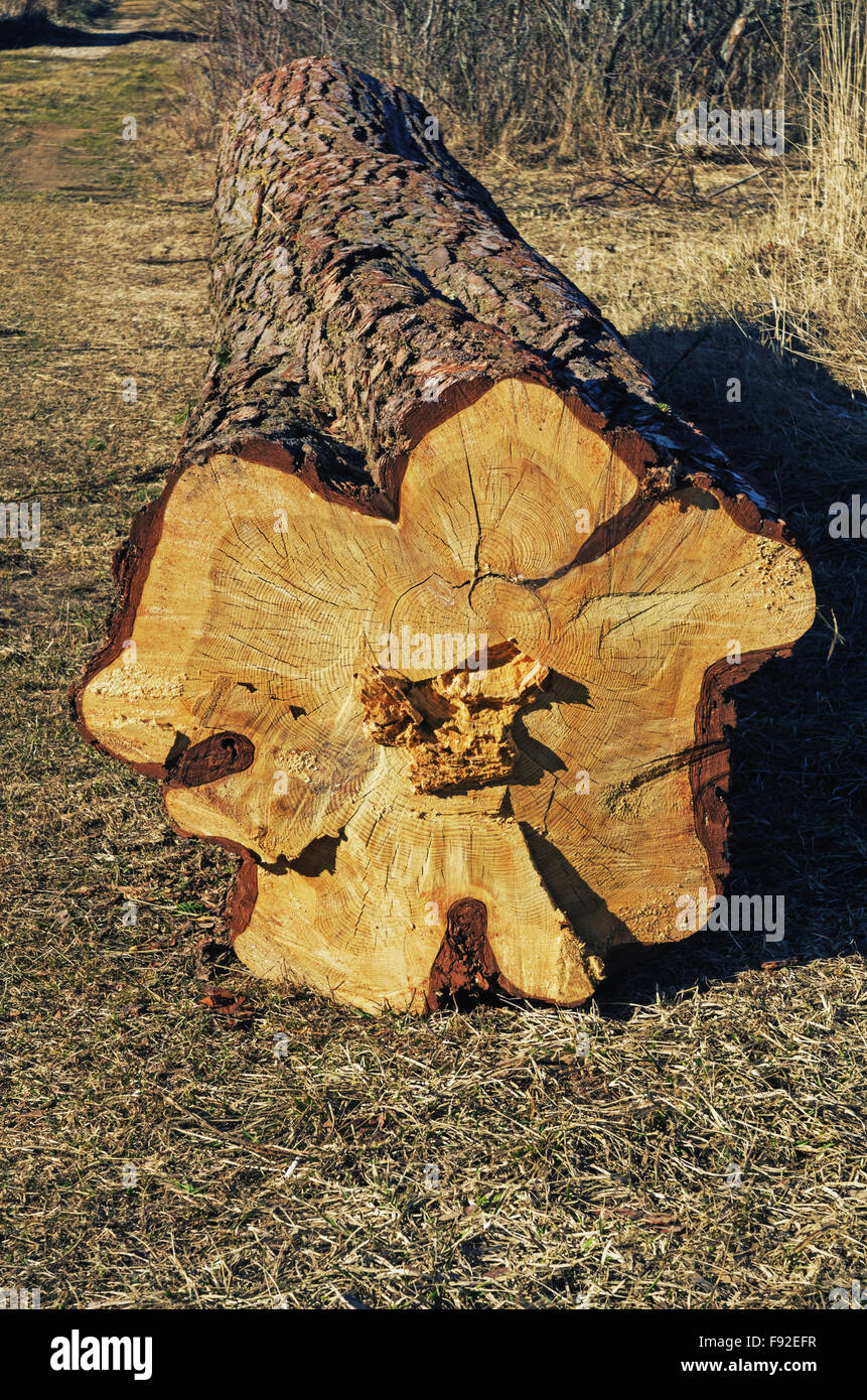 Cutting down tree in village Stock Photo - Alamy