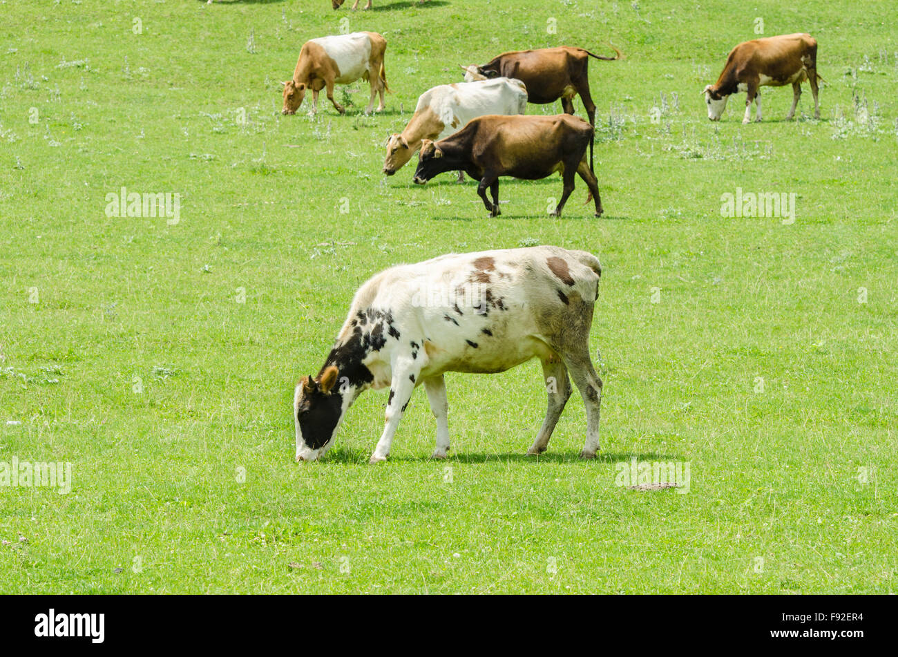 Cows grazing on the green field Stock Photo - Alamy