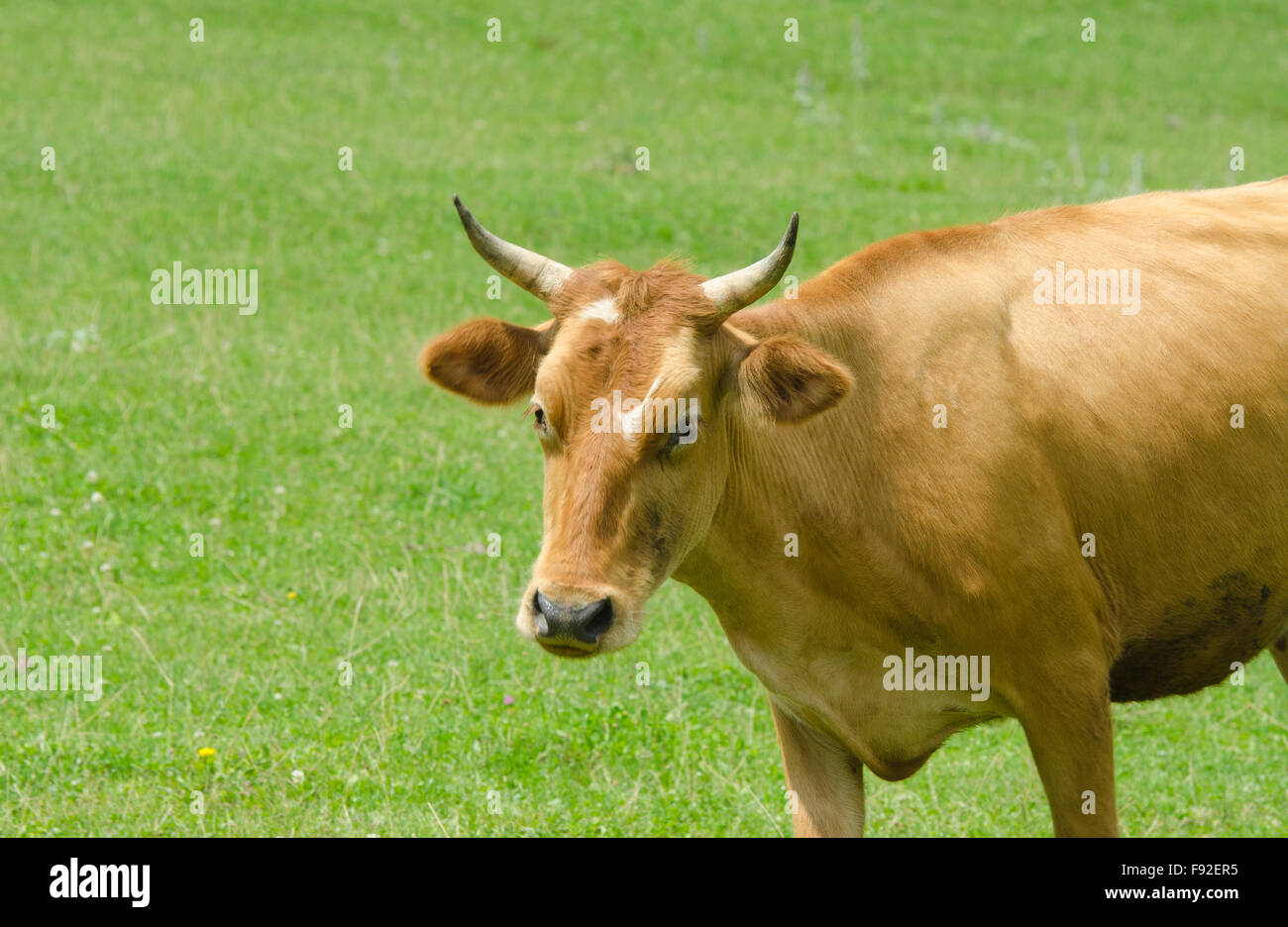 Cows grazing on the green field Stock Photo - Alamy
