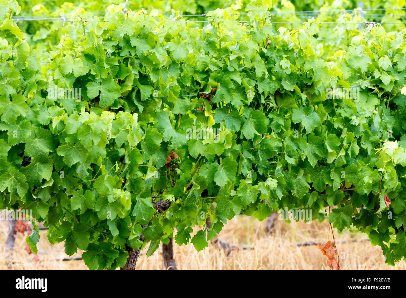 Margaret River wine region vines heading into summer Stock Photo - Alamy