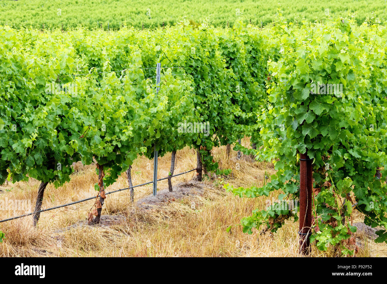 Margaret River wine region vines heading into summer Stock Photo - Alamy