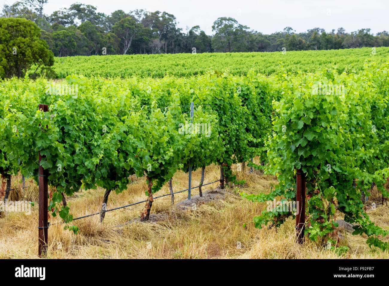 Margaret River wine region vines heading into summer Stock Photo - Alamy
