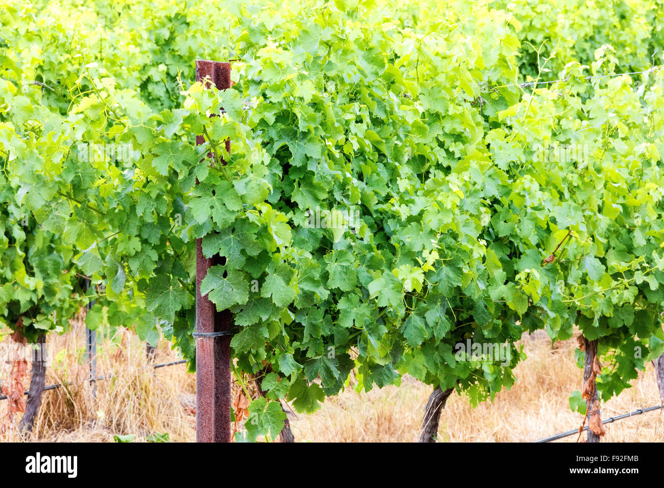 Margaret River wine region vines heading into summer Stock Photo - Alamy
