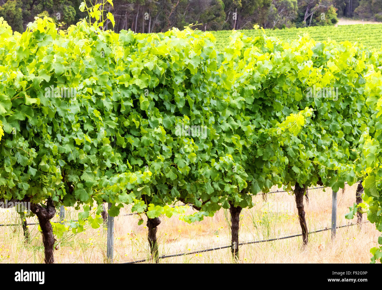 Margaret River wine region vines heading into summer Stock Photo - Alamy