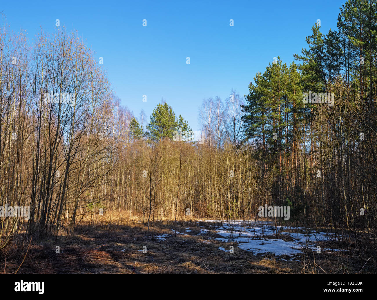 Spring forest landscape with snow, glade and pines Stock Photo - Alamy