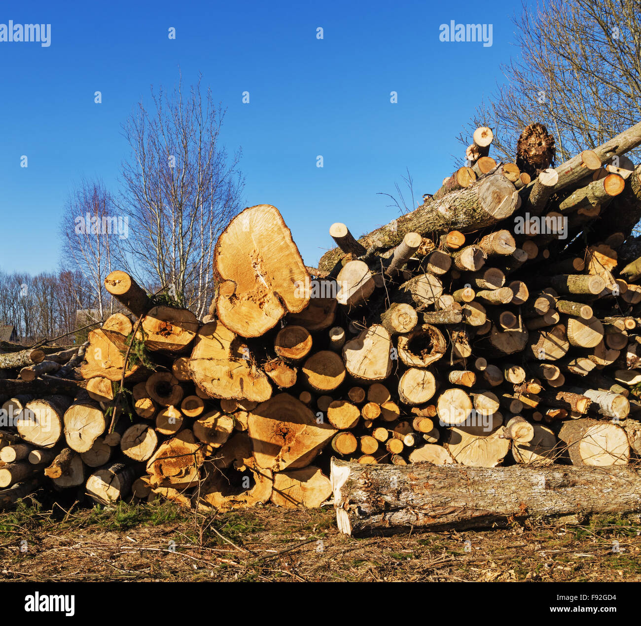 Cutting down trees near forest Stock Photo - Alamy