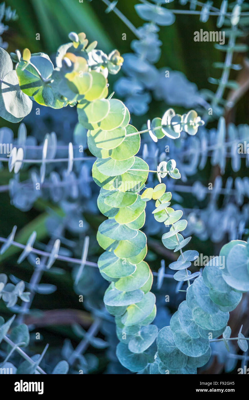 Gumtree australia hi-res stock photography and images - Alamy