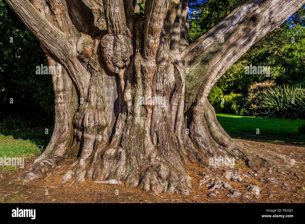 Old gnarled tree trunk of mature tree in Botanical Gardens, Melbourne ...