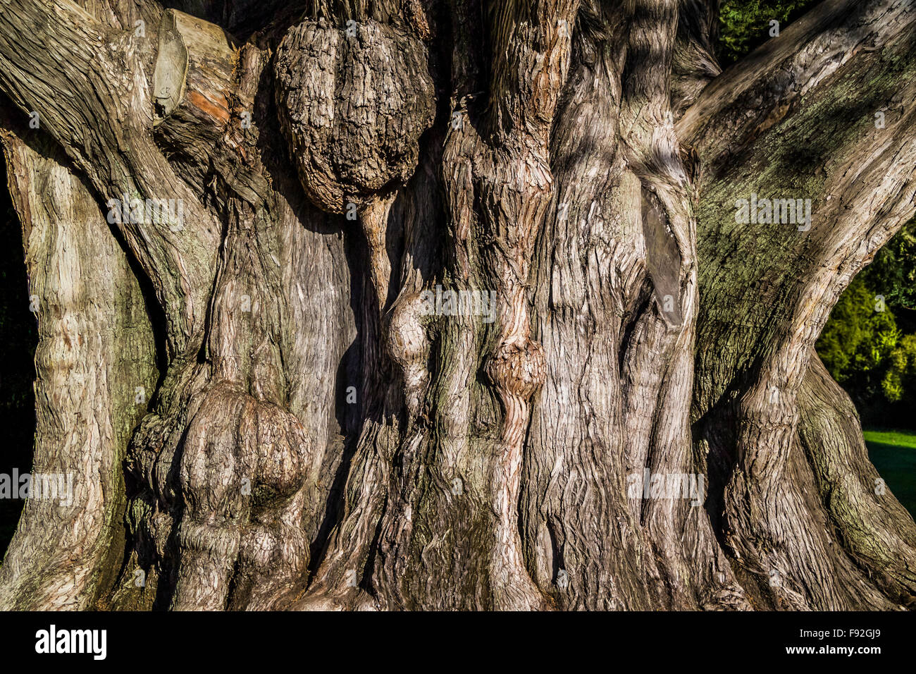 Old gnarled tree trunk of mature tree in Botanical Gardens, Melbourne ...
