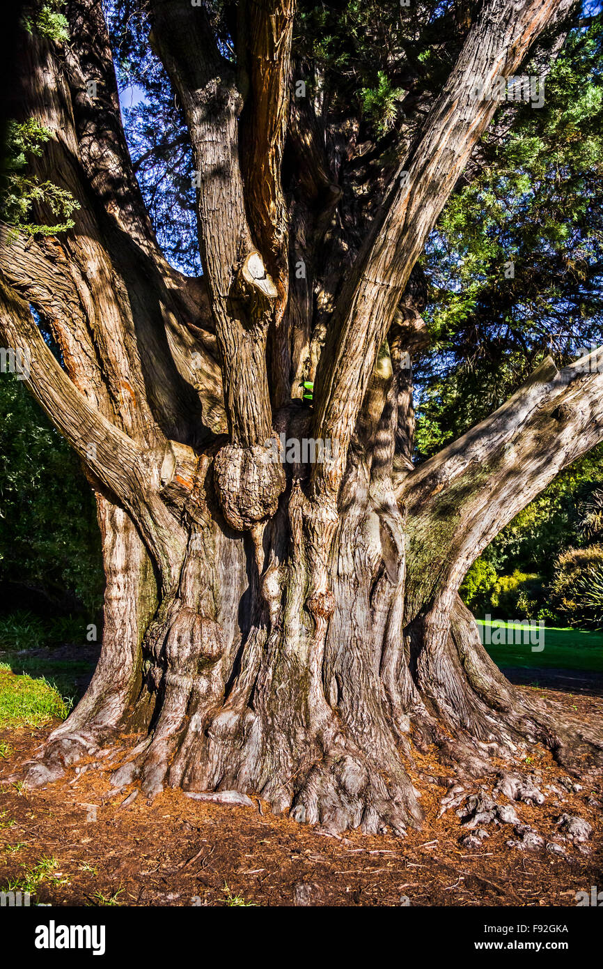 Old gnarled tree trunk of mature tree in Botanical Gardens, Melbourne ...