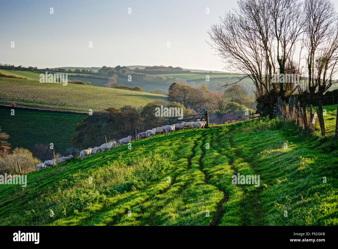 East cornwall woods hi-res stock photography and images - Alamy