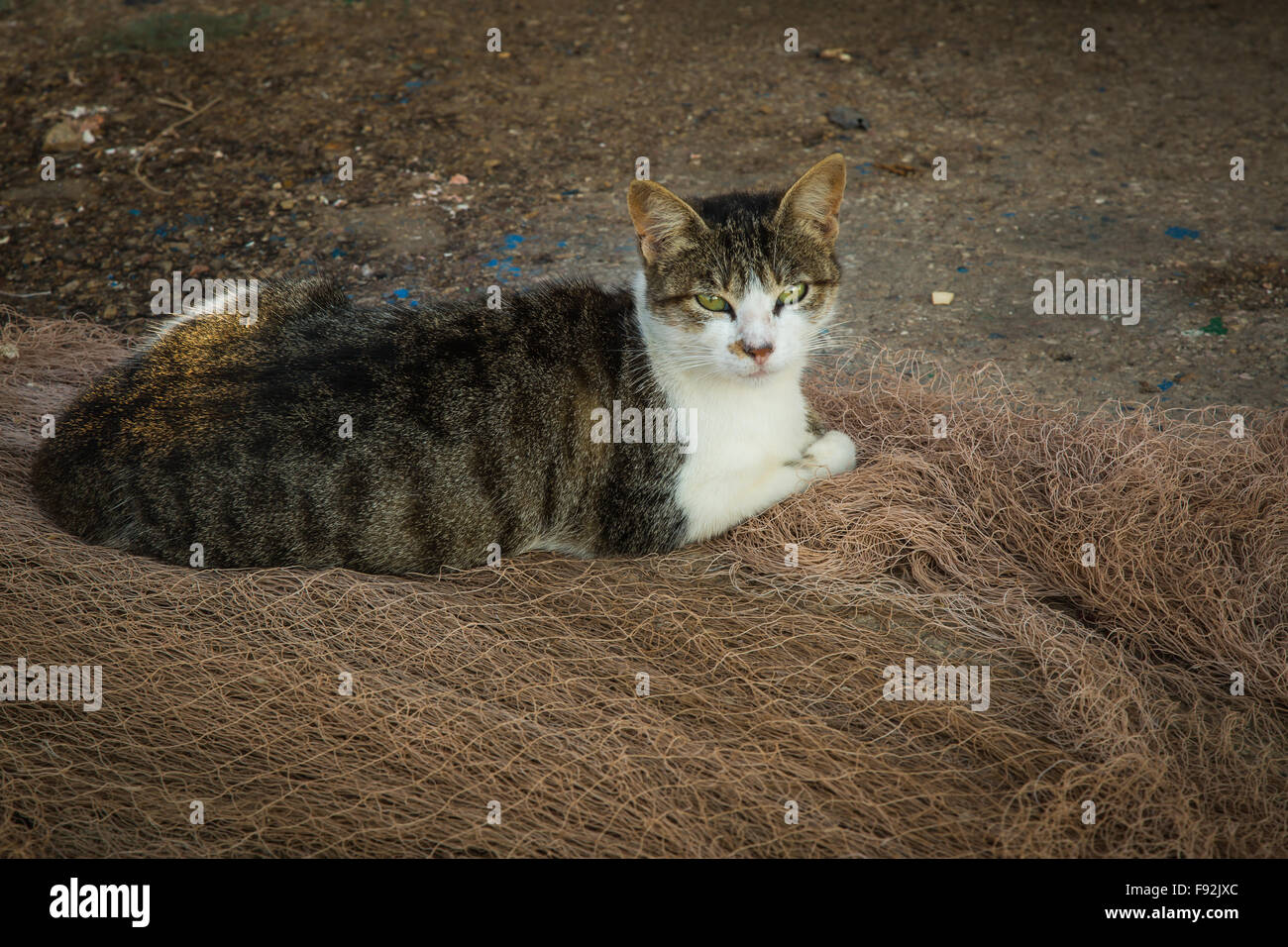 Fisherman cat on fishing nets in the port of Essaouira Stock Photo - Alamy