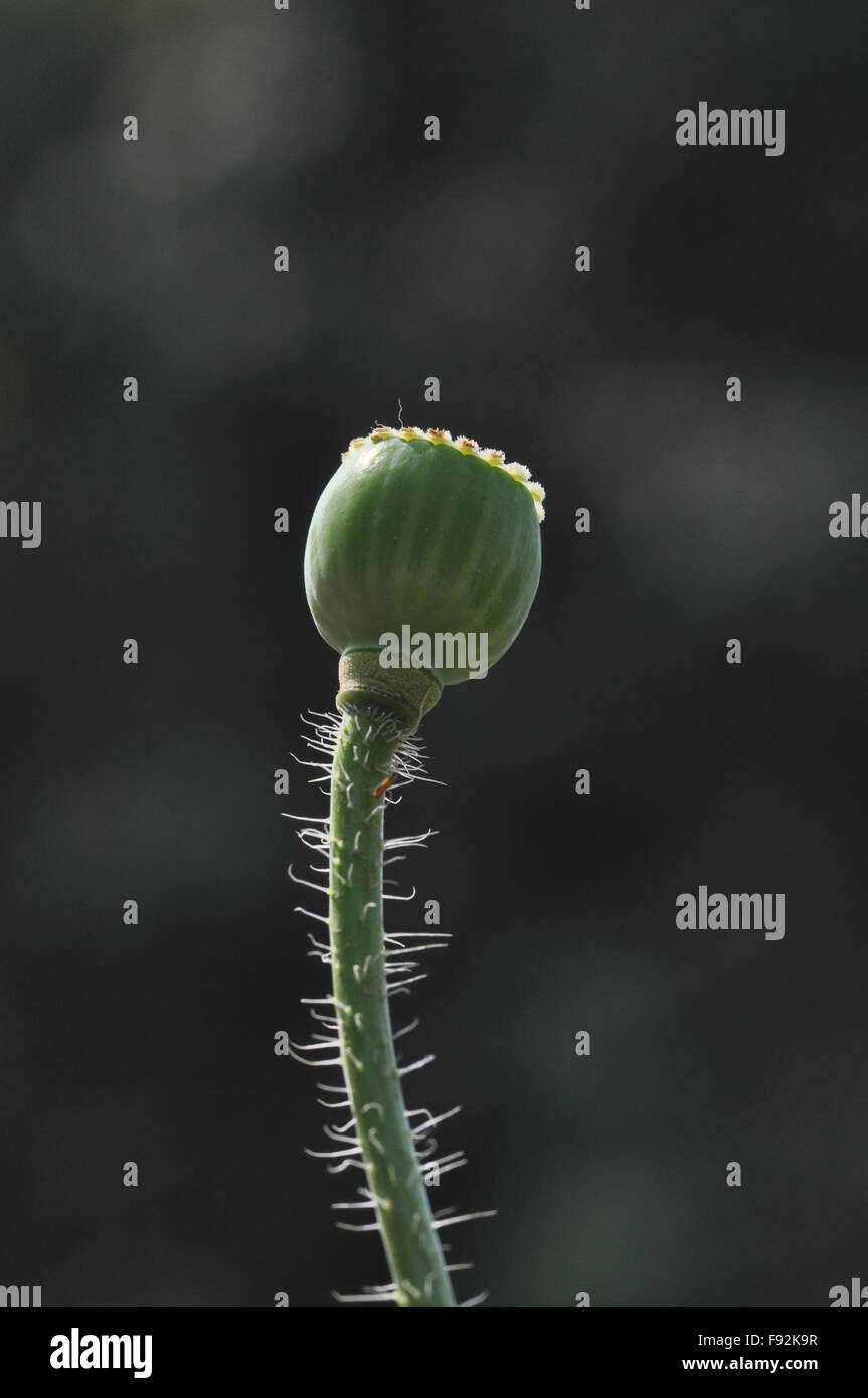 A Greenish Poppy ( Papaver oideae ) seeds pod with dark green color ...