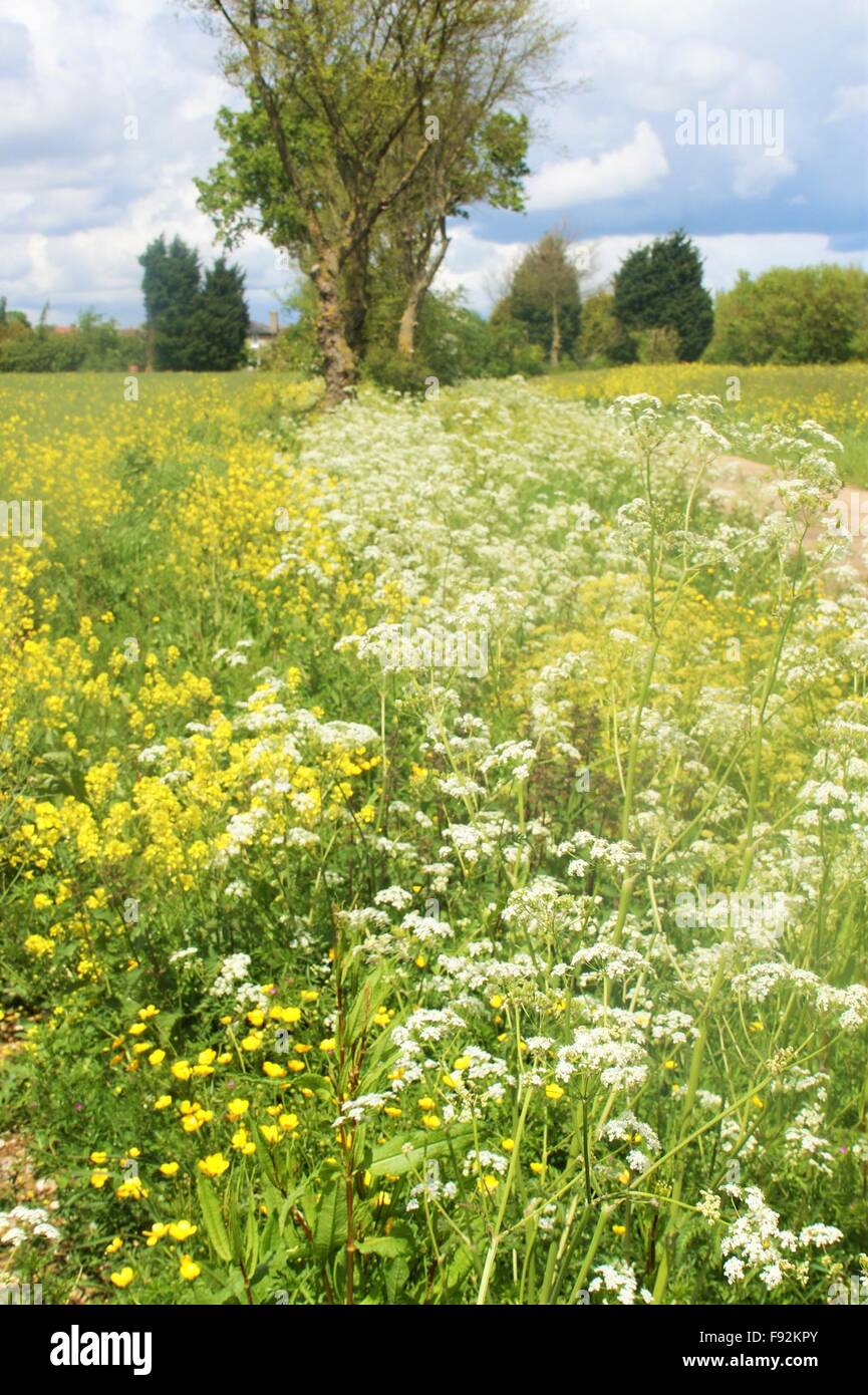spring country scene Stock Photo - Alamy