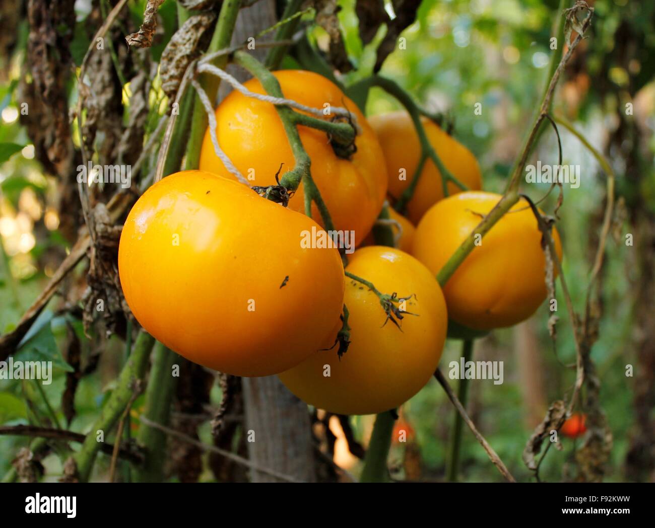 Late tomatoes hi-res stock photography and images - Alamy