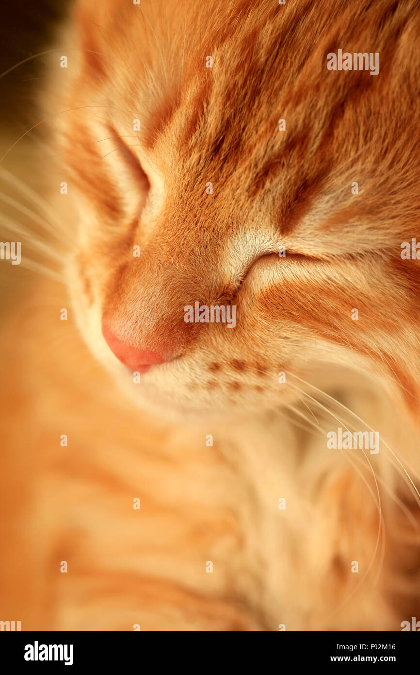 Sleep red cat close up Stock Photo - Alamy