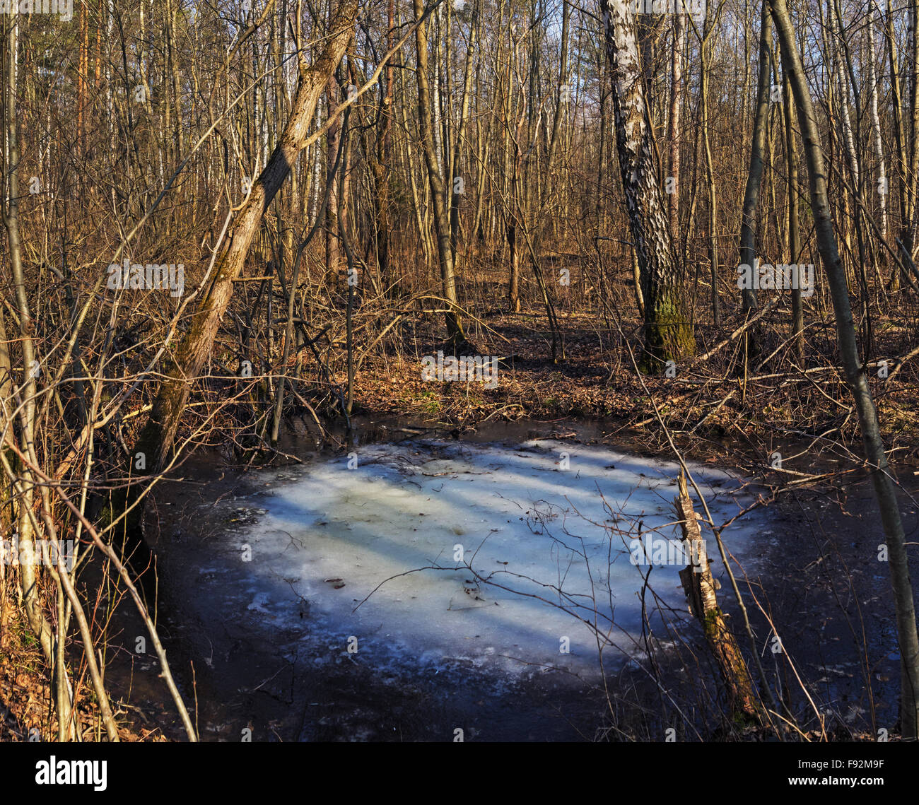 Spring forest landscape with water, ice, bushes and birch trees Stock ...