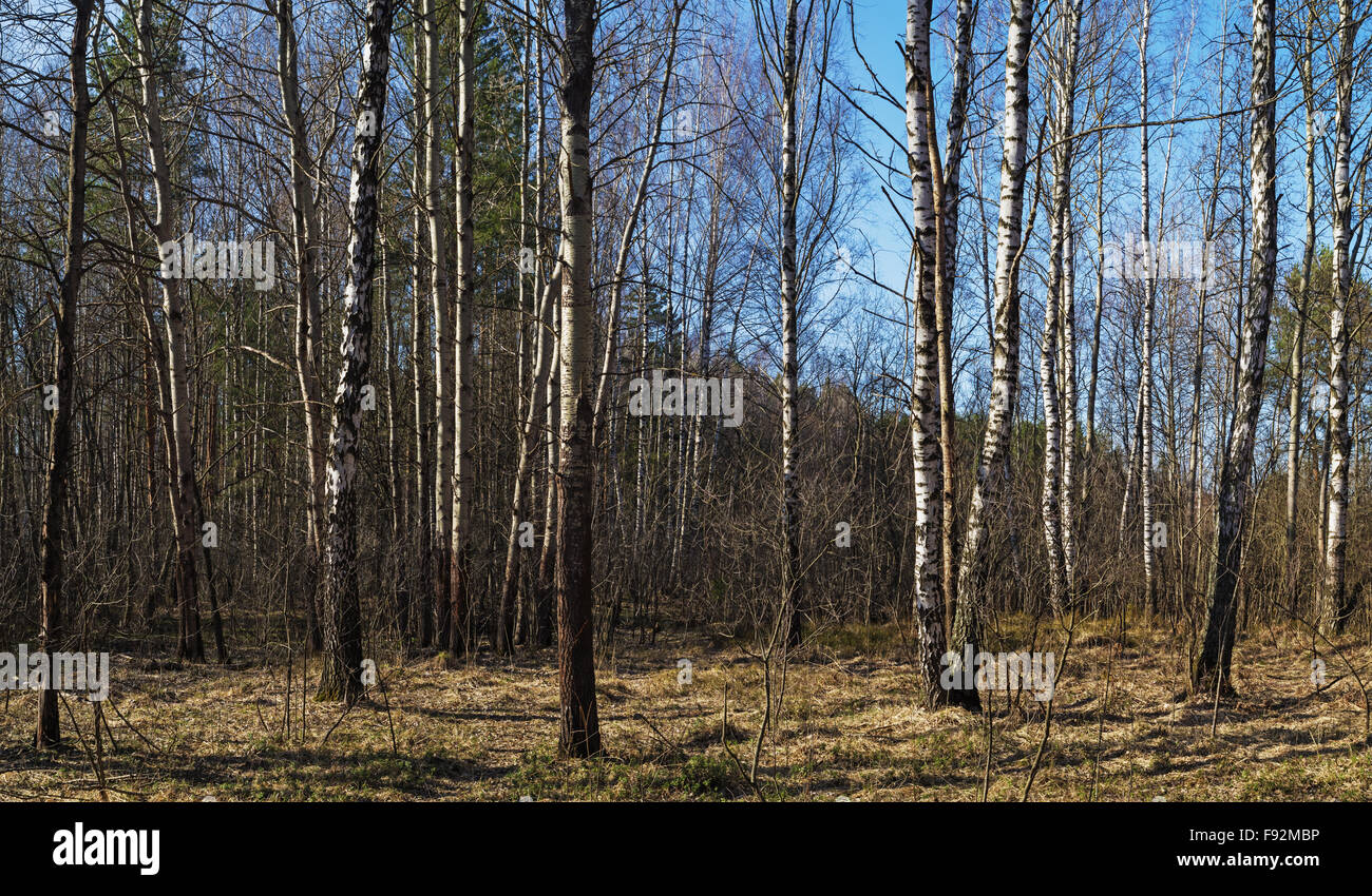 Spring forest landscape with birch trees Stock Photo - Alamy