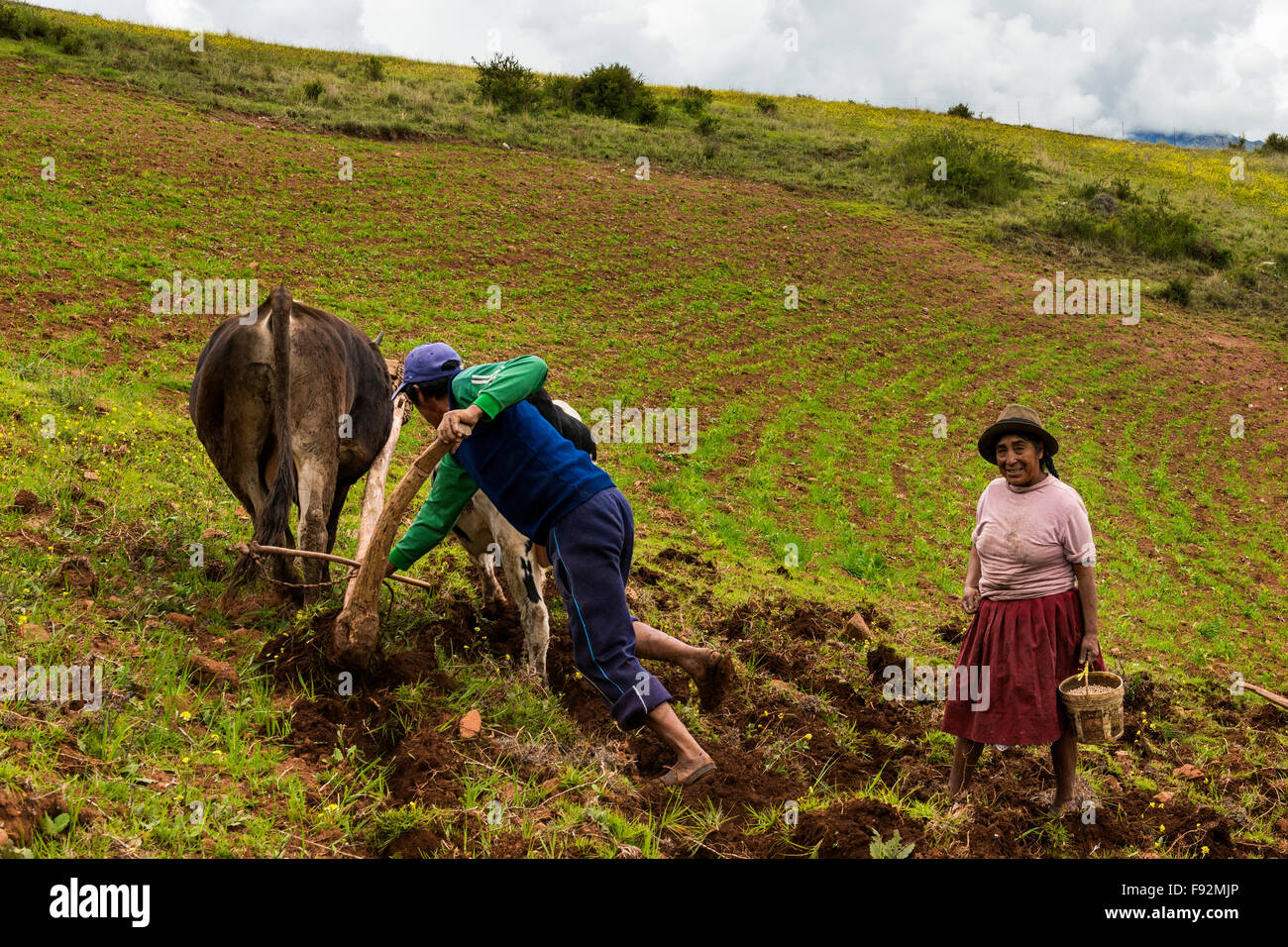 Peruvian culture animals hi-res stock photography and images - Alamy
