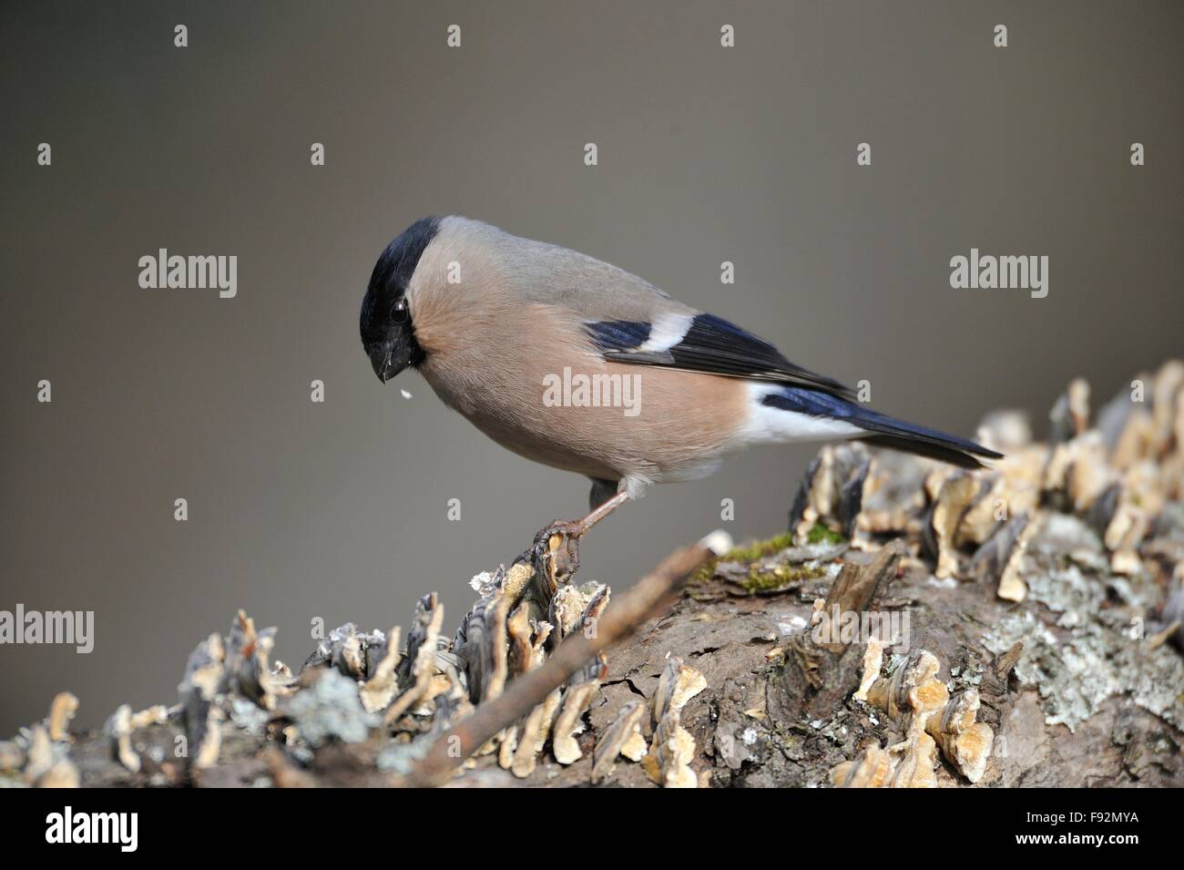 Eurasian Bullfinch - Northern Bullfinch (Pyrrhula pyrrhula) female ...
