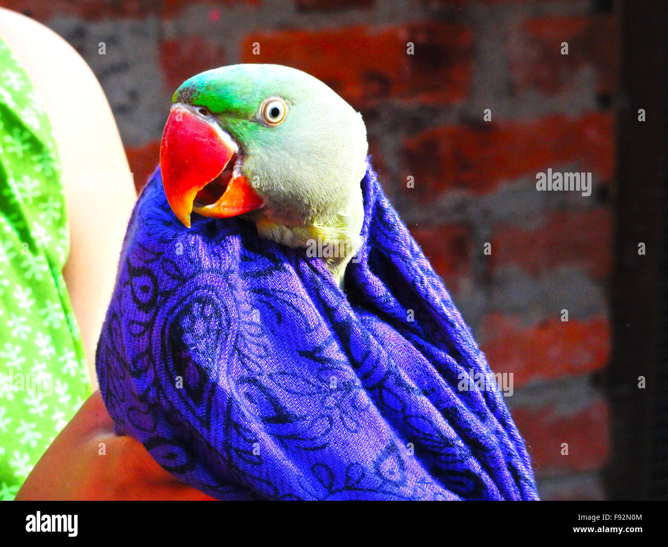 Beautiful Green Indian Parrot Covered with Blue Scarf in Winters Stock ...