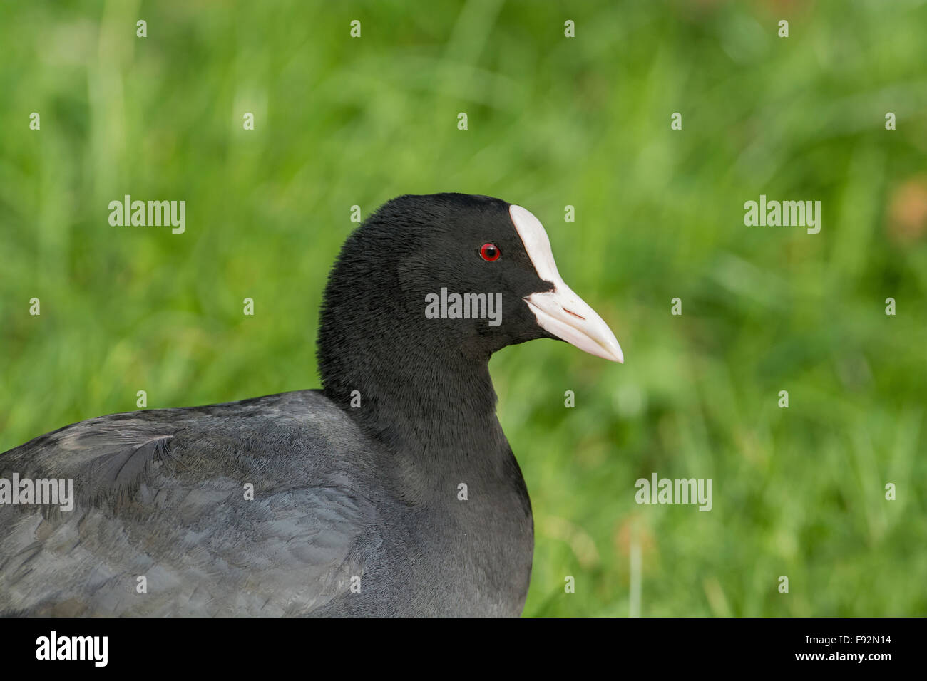 Coot (Fulica atra), sometimes known as the Eurasian coot. Close up of ...