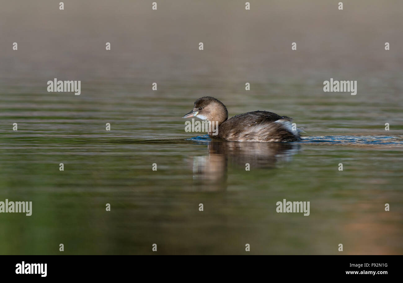 Little grebe winter uk hi-res stock photography and images - Alamy