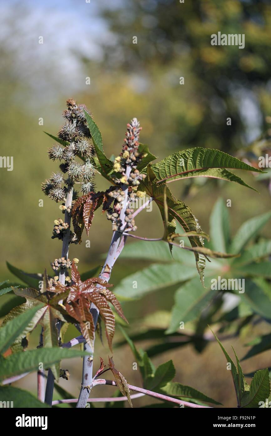 Castor Oil Plant - Wonder Tree - Castorbean (Ricinus communis) native ...