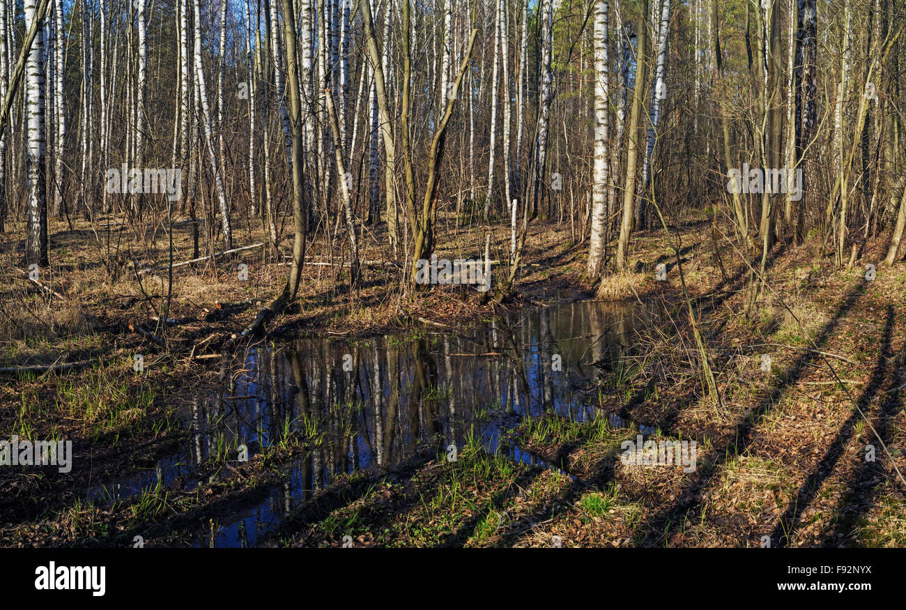 Spring forest landscape with water and birch trees Stock Photo - Alamy
