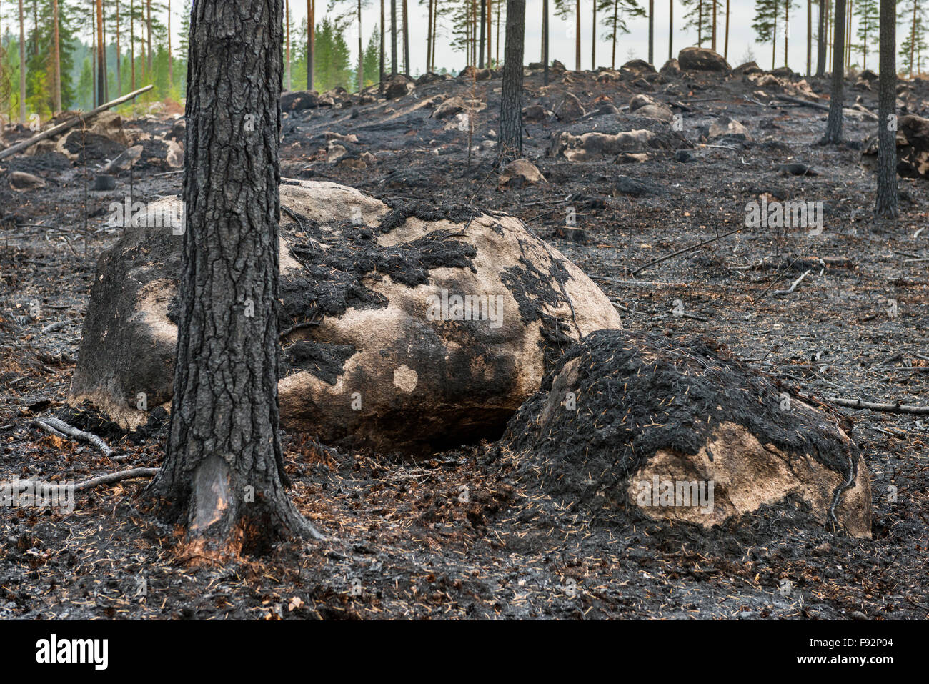 Landscape after forest fire Stock Photo - Alamy
