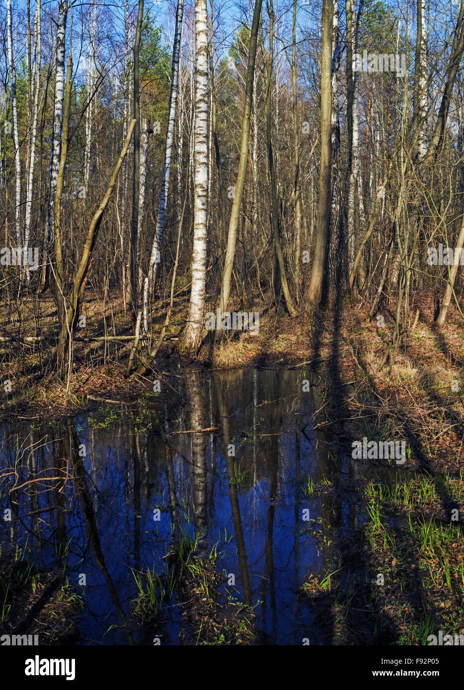 Spring forest landscape with water and birch trees Stock Photo - Alamy