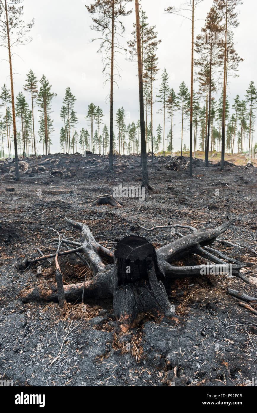 Landscape after forest fire Stock Photo - Alamy
