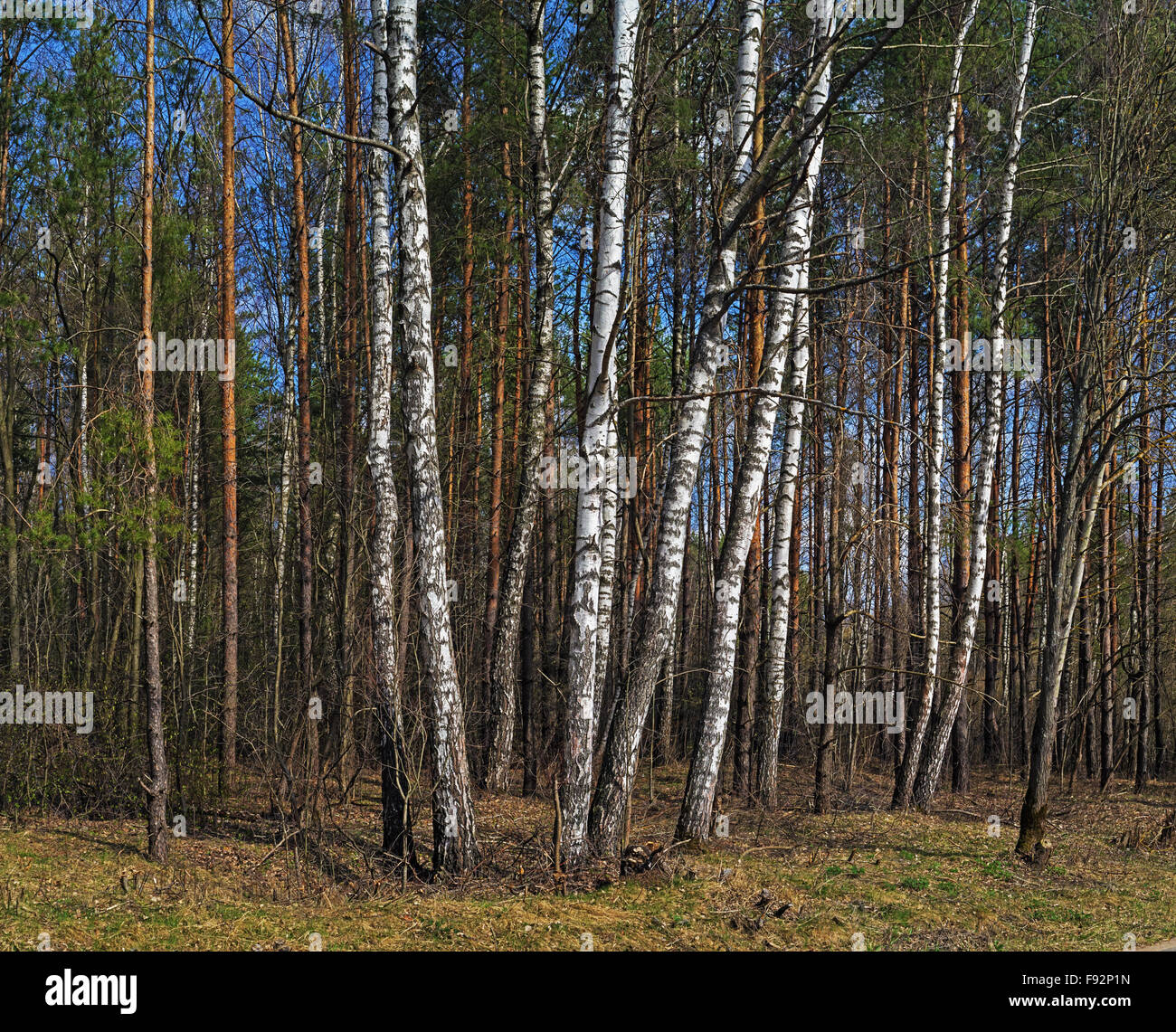 Spring forest landscape with pines and birch trees Stock Photo - Alamy