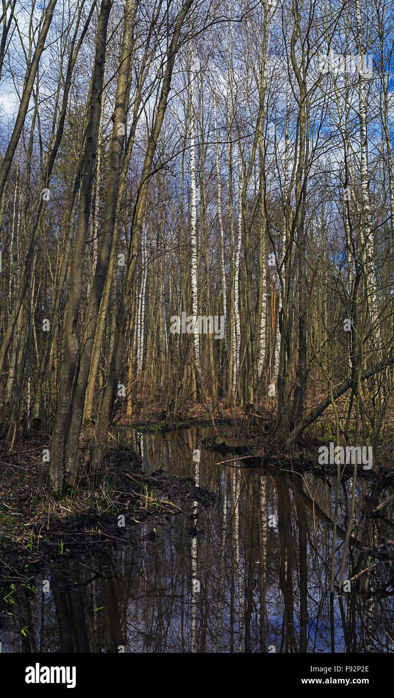 Spring forest landscape with water and birch trees Stock Photo - Alamy