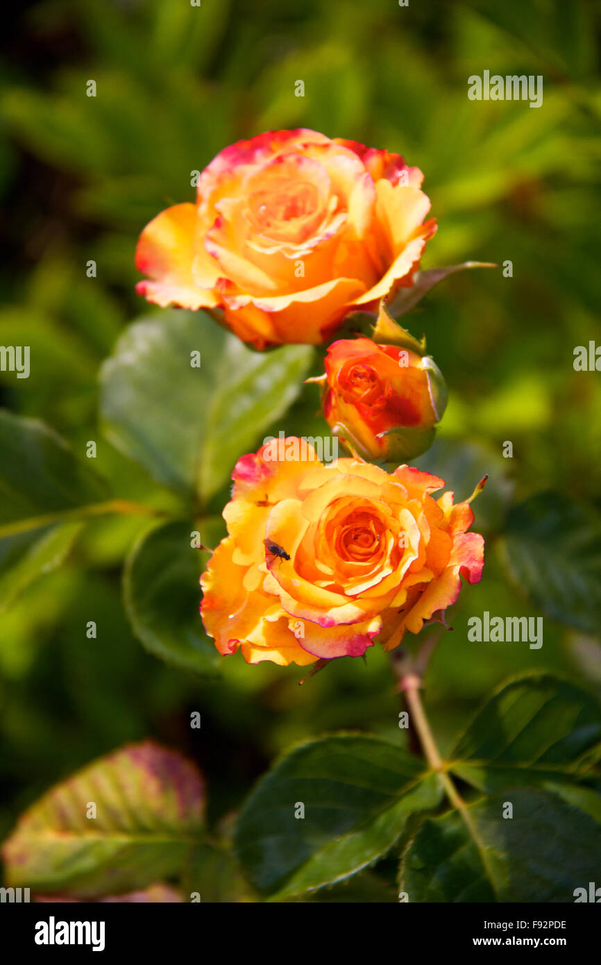 Beautiful rose in a garden Stock Photo - Alamy