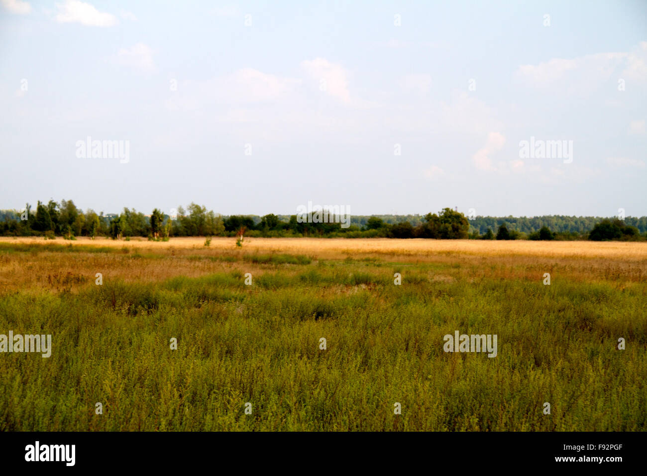 grass valley in forest during summer Stock Photo - Alamy