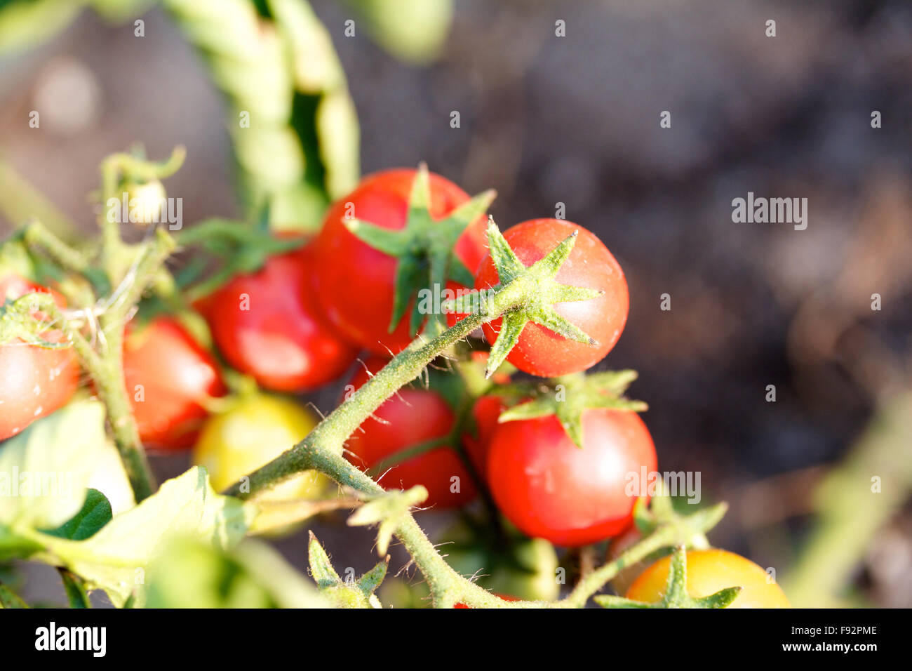 garden tomatoes ready for picking Stock Photo - Alamy