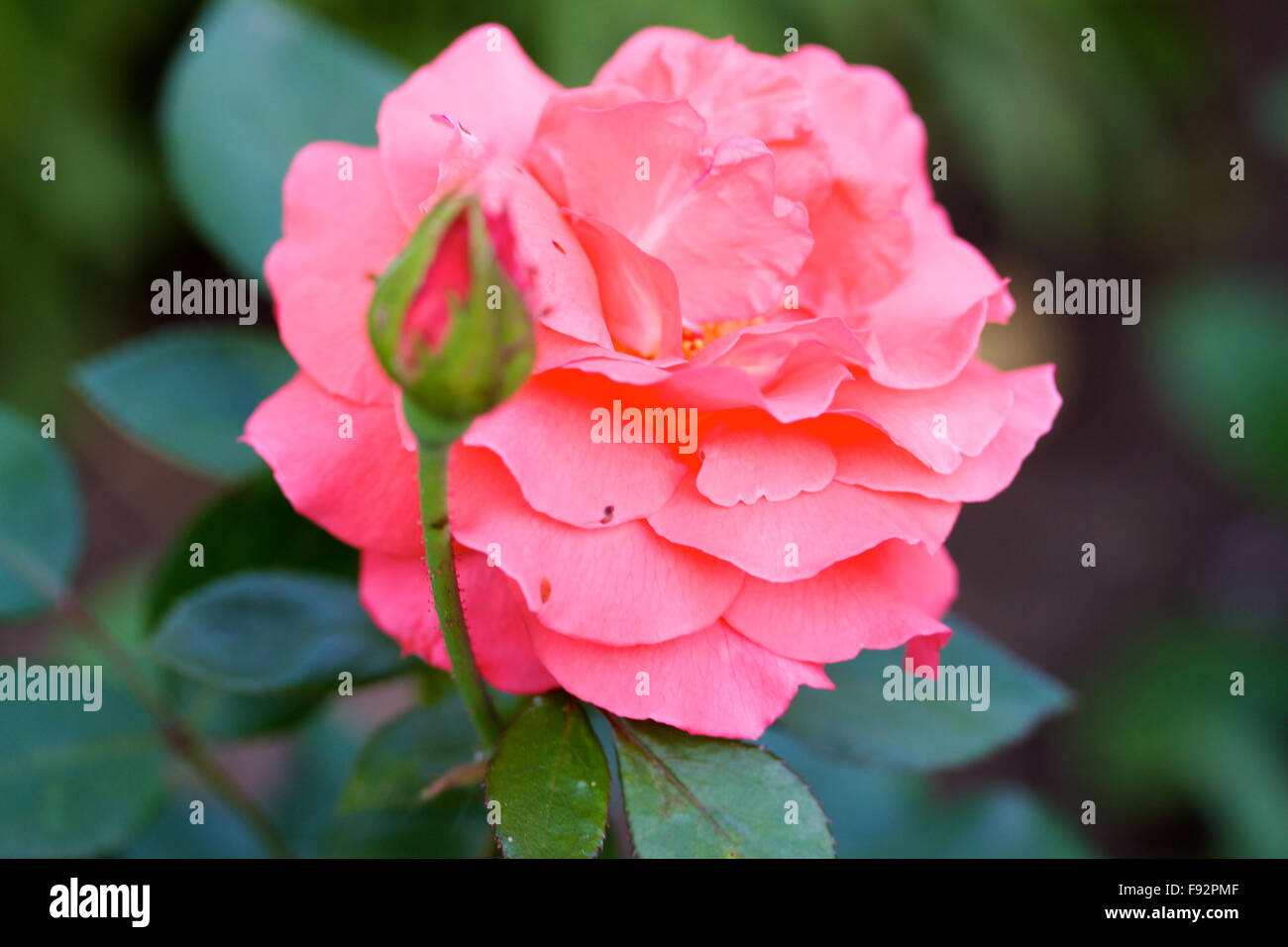 Roses on a bush in a garden Stock Photo - Alamy