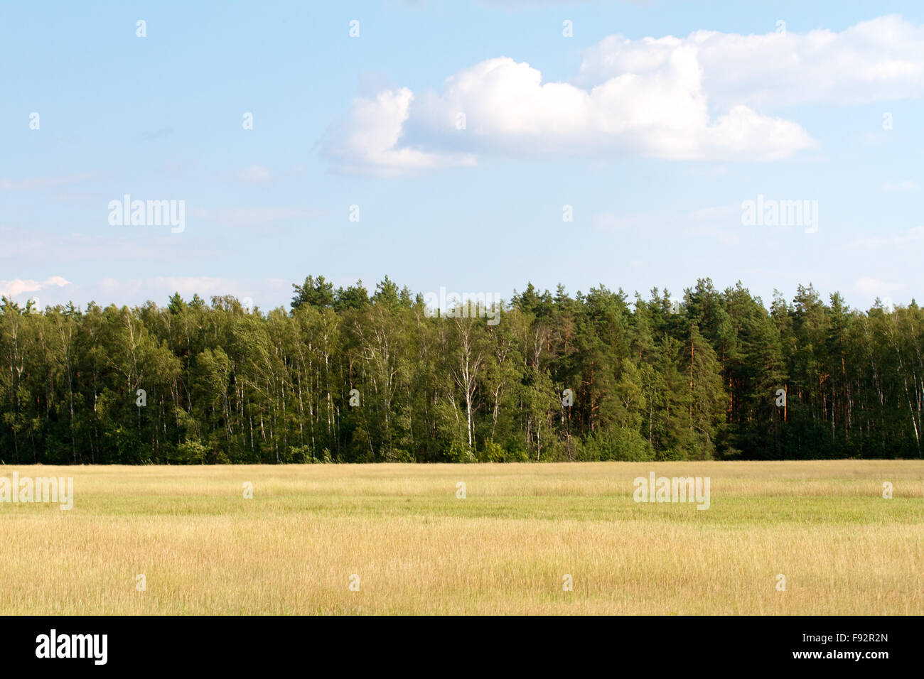 grass valley in forest during summer Stock Photo - Alamy