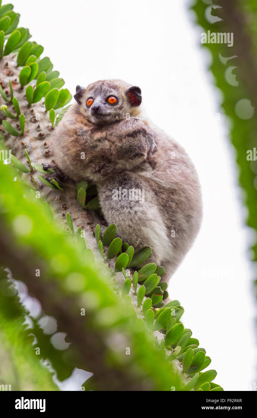 A White-footed Sportive lepilemur mother with baby, Berenty Reserve ...