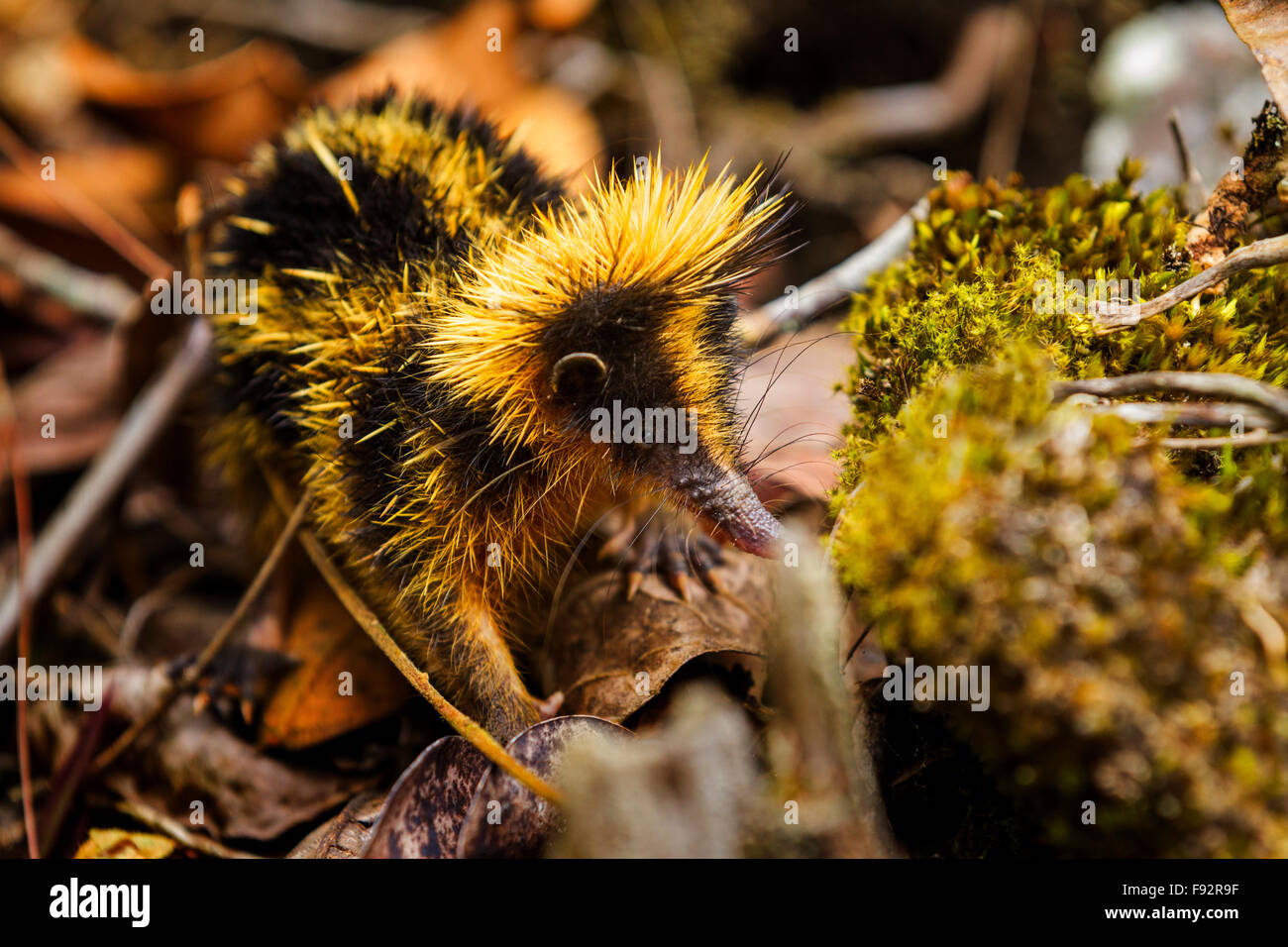 Tenrec madagascar hi-res stock photography and images - Alamy