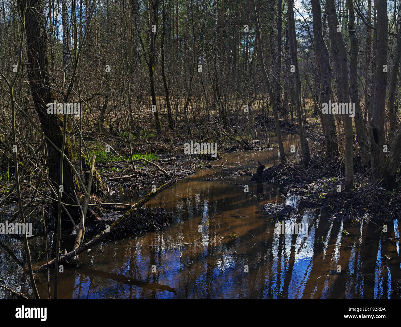 Spring forest landscape with water and trees Stock Photo - Alamy
