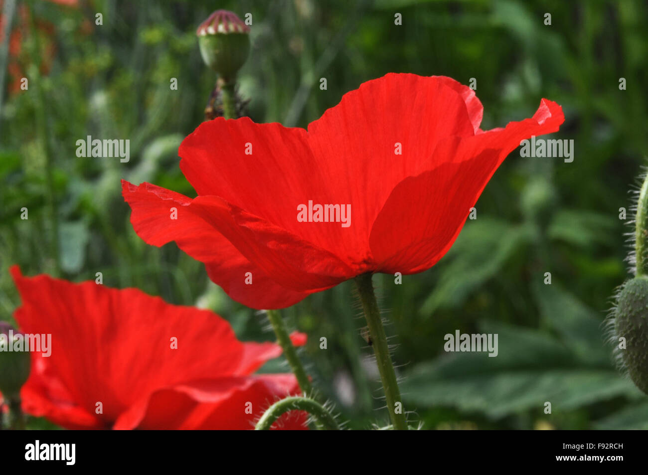 Beautiful Red Poppy (Papaver oideae) flowers with greenish background ...
