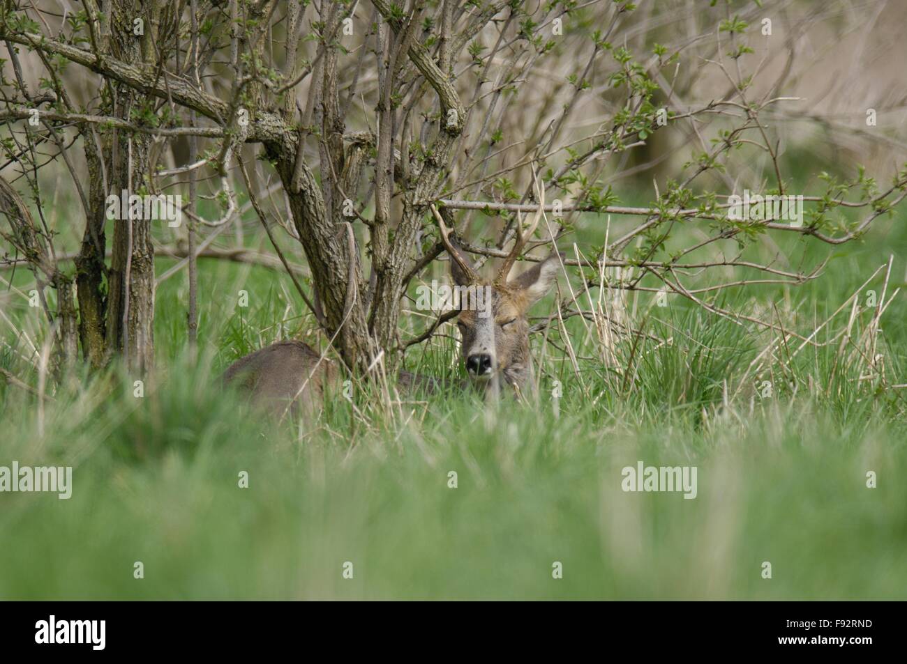 Deer lay in the grass hi-res stock photography and images - Alamy
