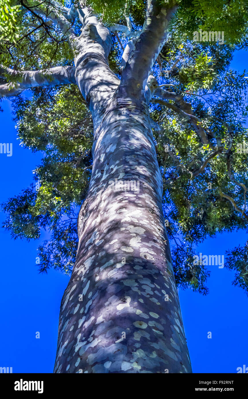 Spotted gum city parkland nature trees hi-res stock photography and ...