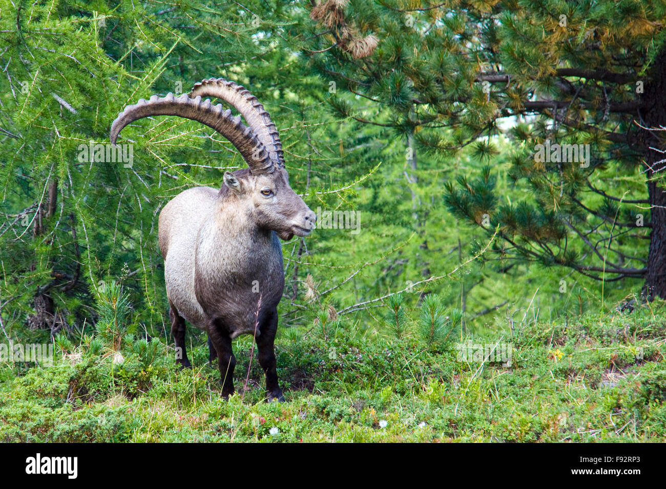 Male alpine ibex in the swiss alps Stock Photo - Alamy
