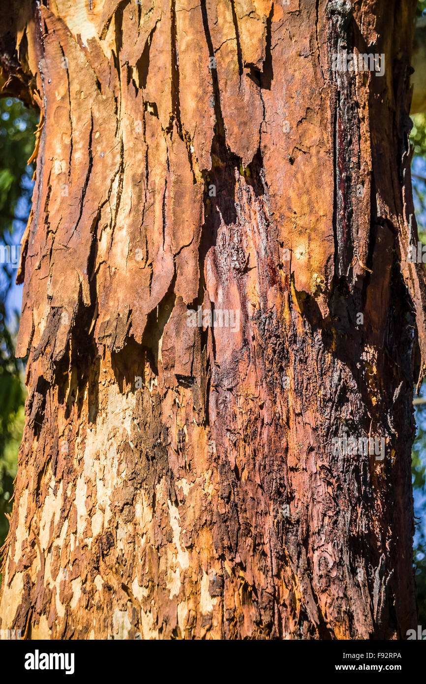 Peeling bark, gumtree truck. Royal Botanic Gardens, Melbourne ...